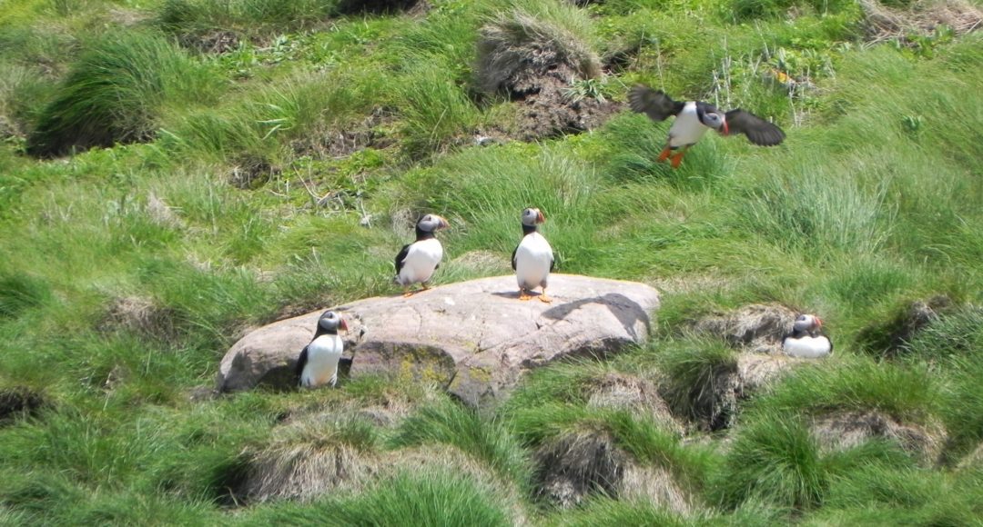 5 reasons you *must* visit Newfoundland - Points with a Crew