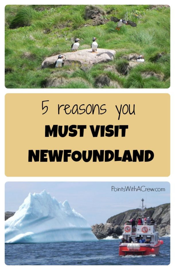 5 reasons you *must* visit Newfoundland - Points with a Crew